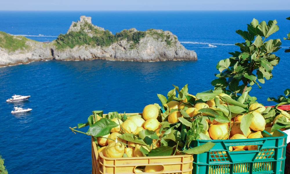 Amalfi Coast Lemon: the citrus jewel of the Mediterranean
