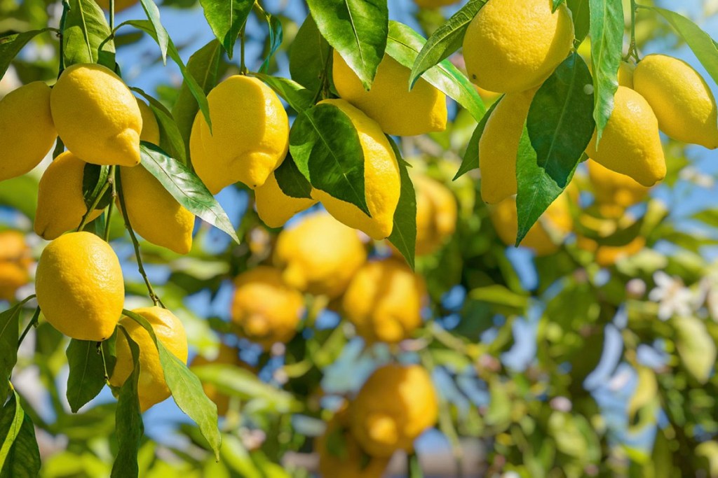 Amalfi Coast Lemon: the citrus jewel of the Mediterranean